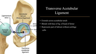 Biomechanics of hip | PPTX