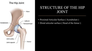 Biomechanics of hip | PPTX