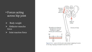 Biomechanics of hip | PPTX