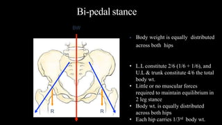 Biomechanics of hip | PPTX