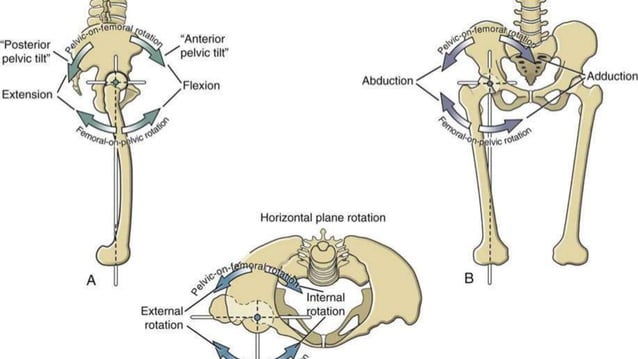 Hip Joint Biomechanics & its Kinetics and Kinematics | PPTX
