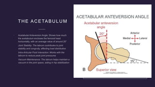 Hip Joint Biomechanics & its Kinetics and Kinematics | PPTX