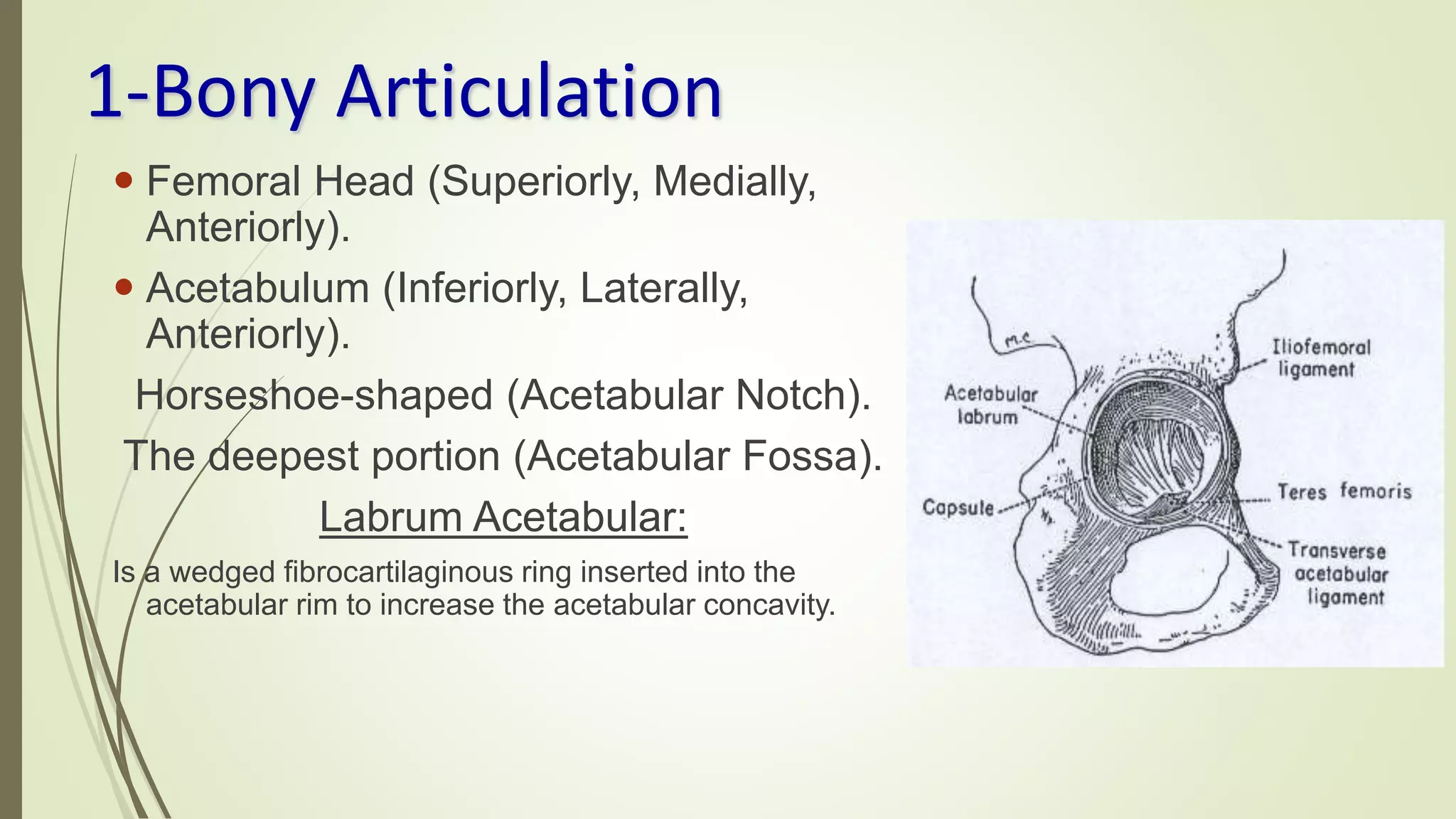 Biomechanics of HIP | PPTX
