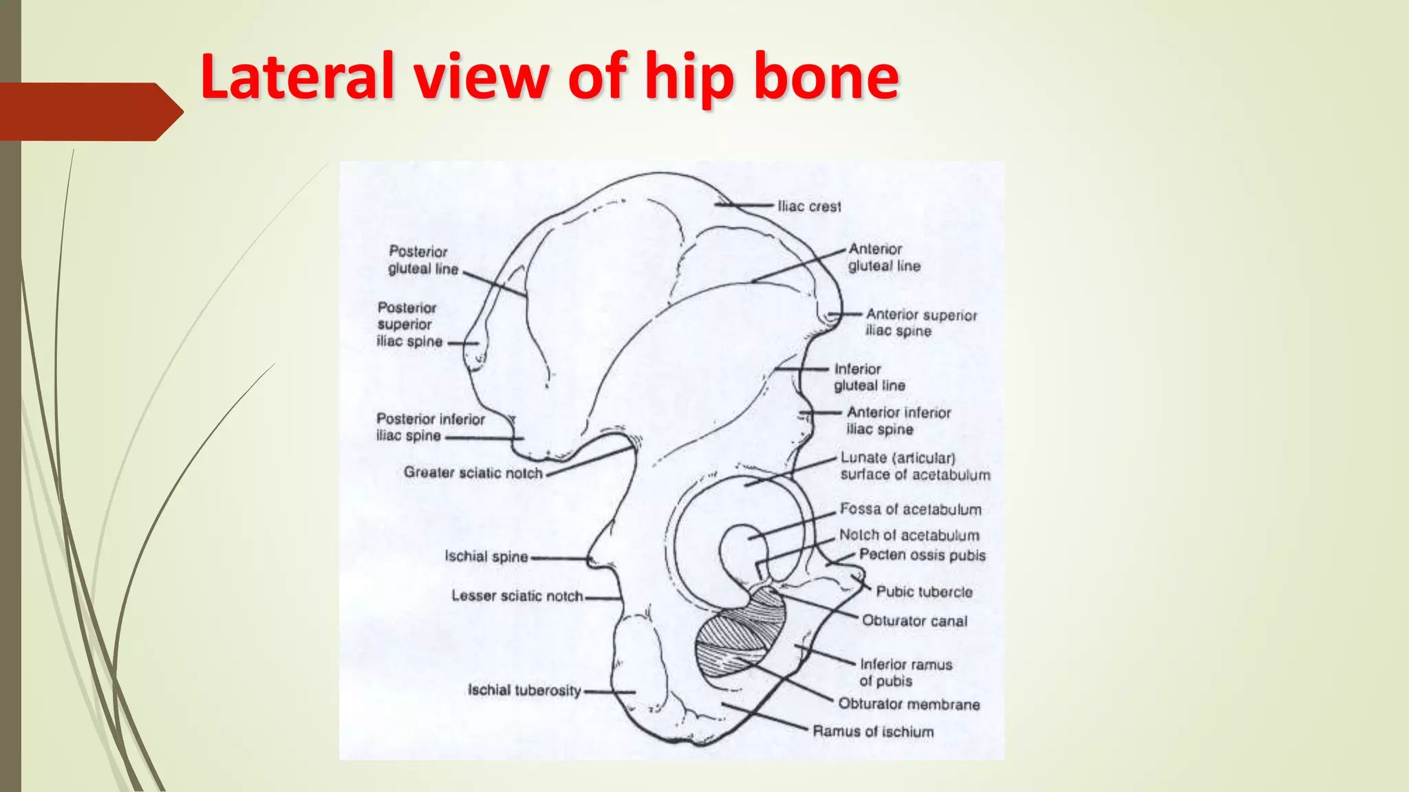Biomechanics of HIP | PPTX