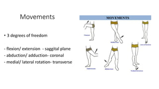 Biomechanics of hip 2.pptx