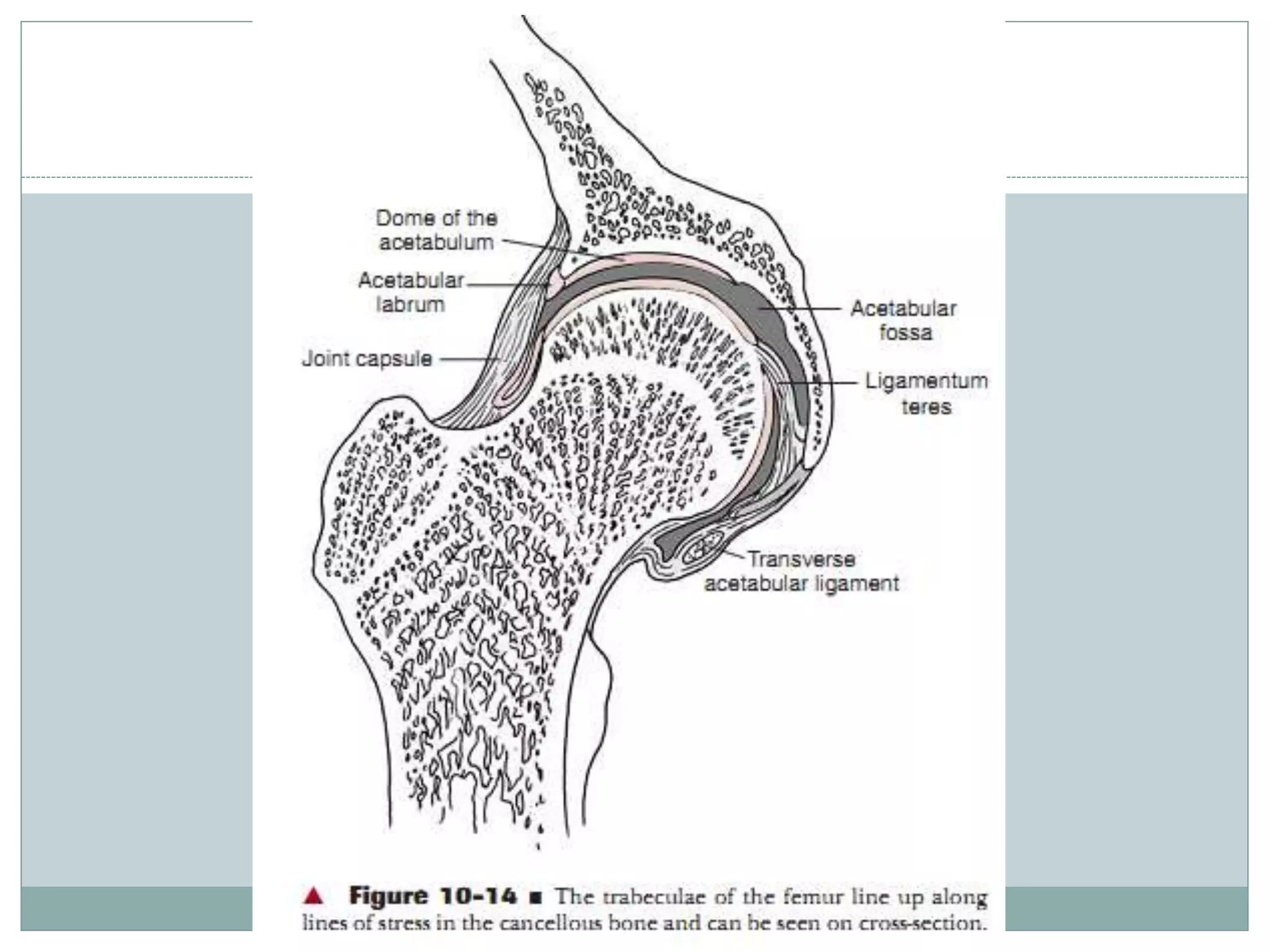 Biomechanics of hip complex 1 | PPTX