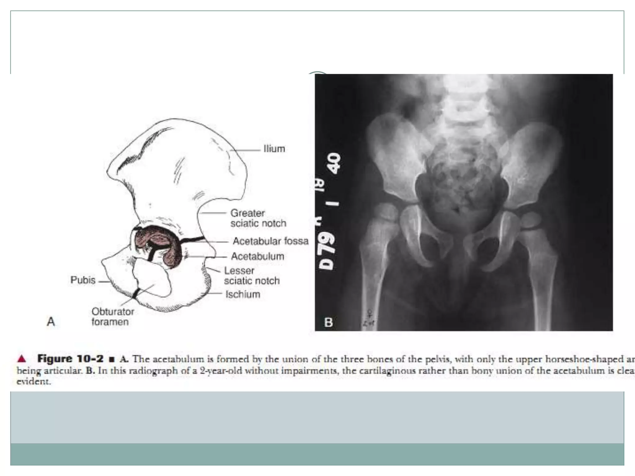 Biomechanics of hip complex 1 | PPTX