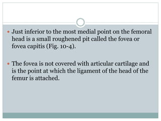 Biomechanics of hip complex 1 | PPTX