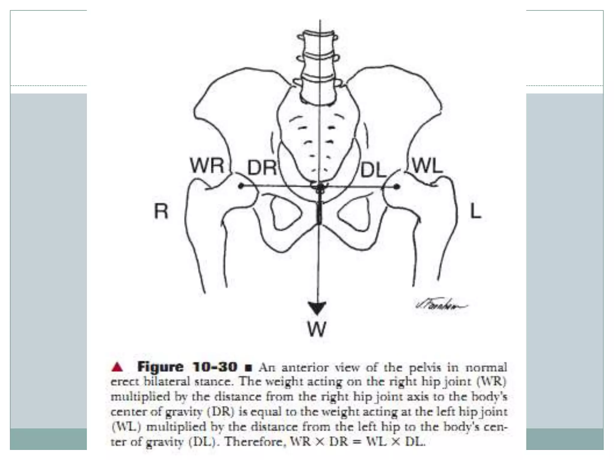 Biomechanics of hip complex 3 | PPTX