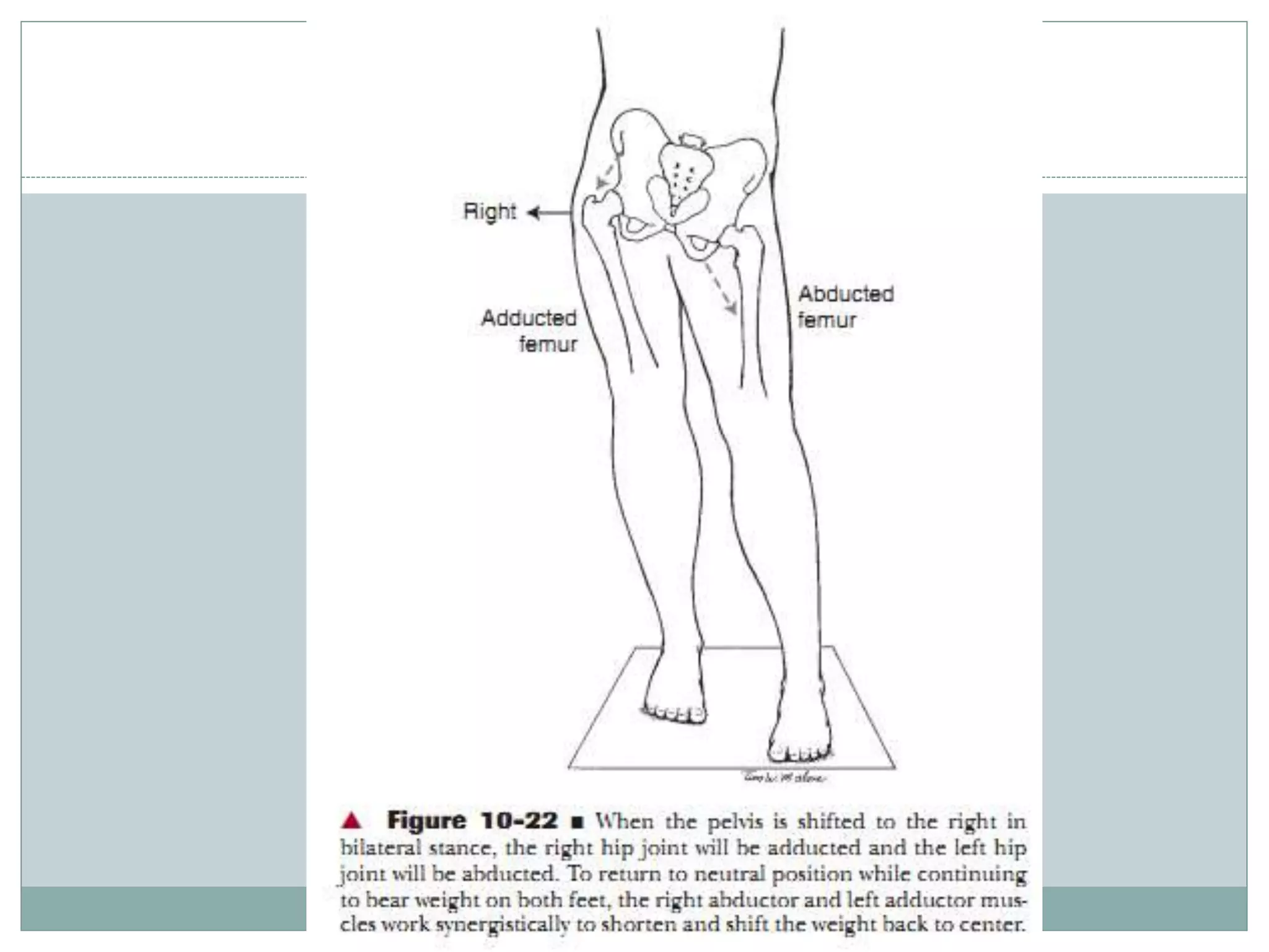 Biomechanics of hip complex 3 | PPTX