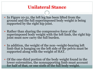 Biomechanics of hip complex 3 | PPTX
