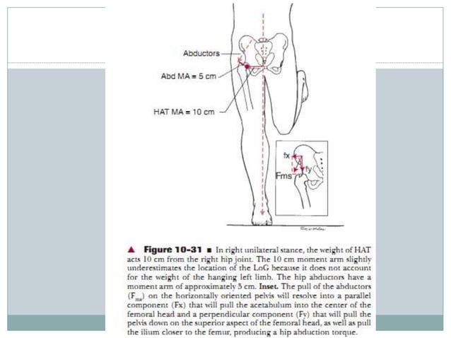 Biomechanics of hip complex 3 | PPTX