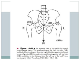Biomechanics of hip complex 3 | PPTX