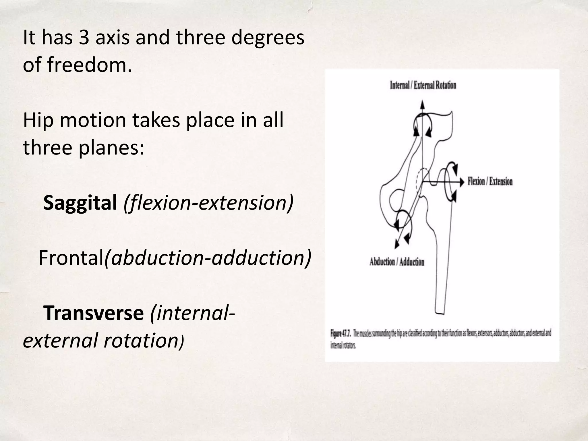 Biomechanics of hip and thr | PPTX
