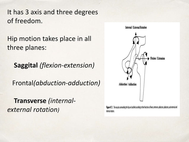 Biomechanics of hip and thr | PPTX