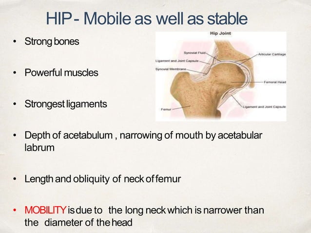 Biomechanics of hip and thr | PPTX