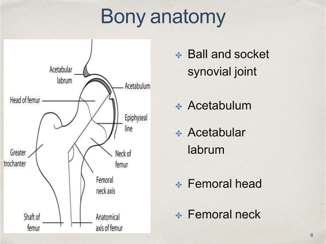 Biomechanics of hip and thr | PPTX