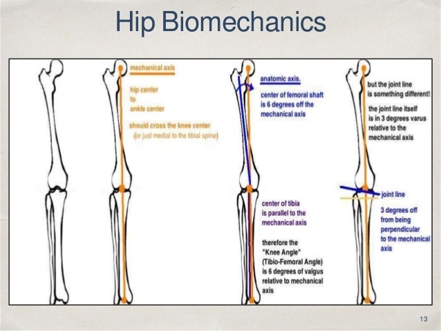 Biomechanics of hip and thr