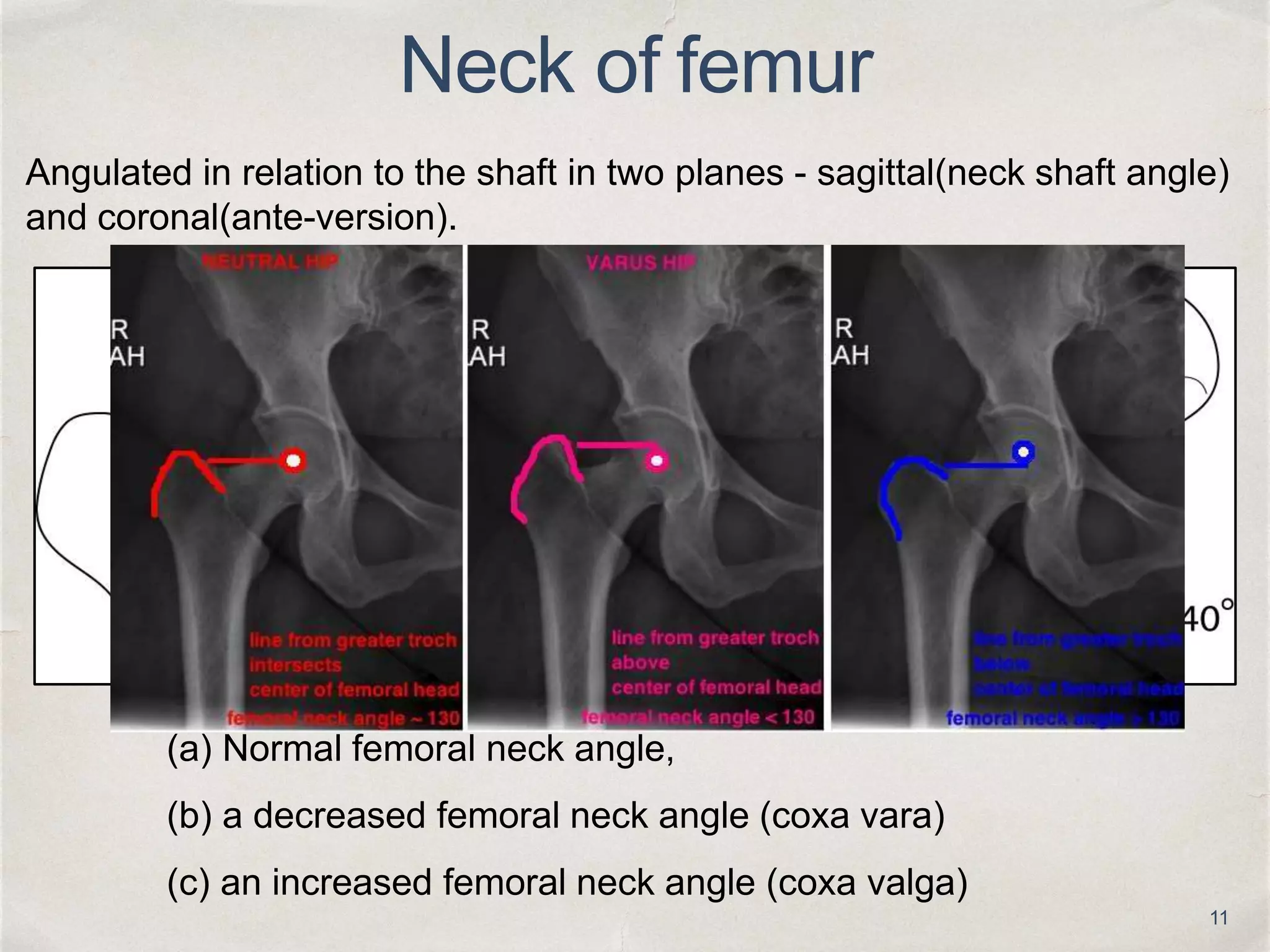 BIOMECHANICS OF HIP JOINT | PPT