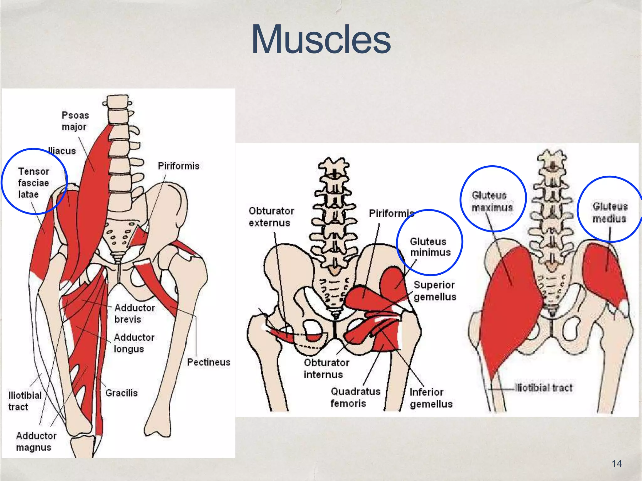 BIOMECHANICS OF HIP JOINT | PPTX