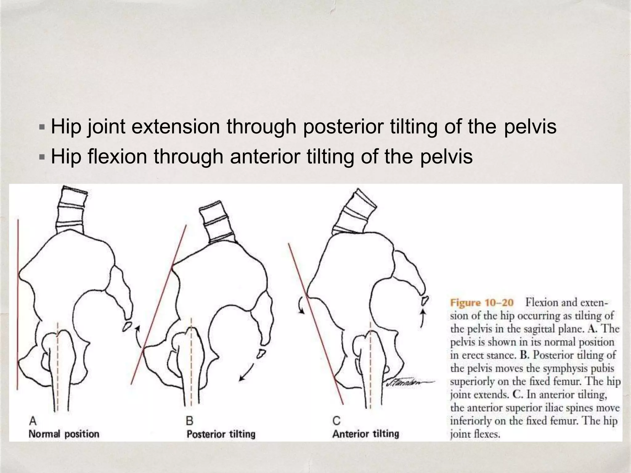 BIOMECHANICS OF HIP JOINT | PPTX