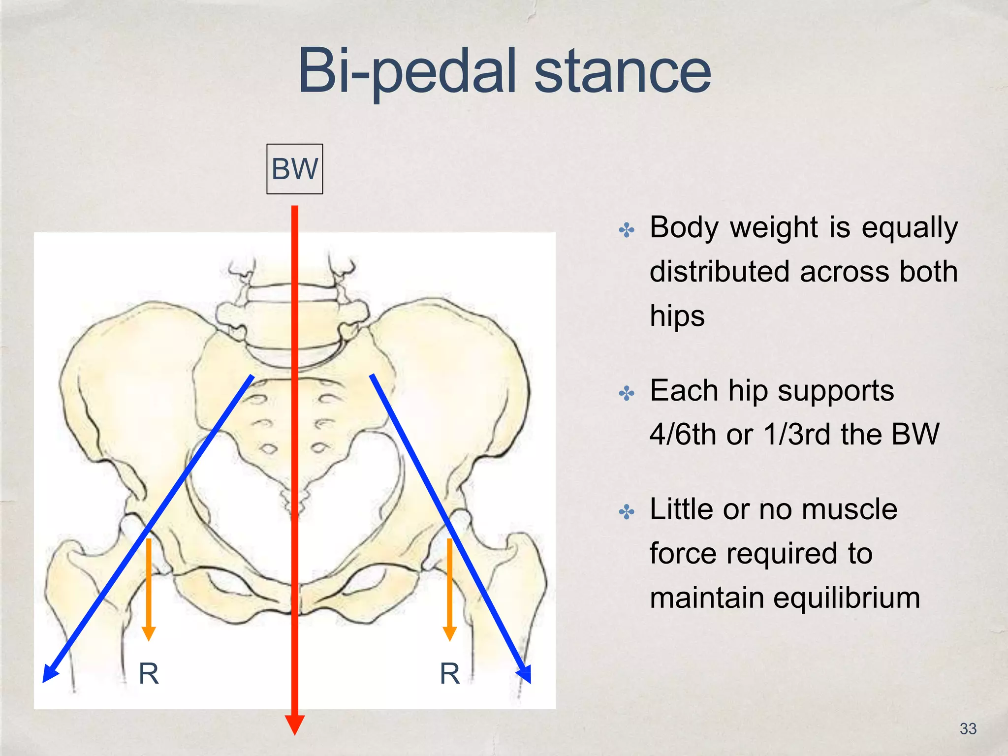 BIOMECHANICS OF HIP JOINT | PPTX