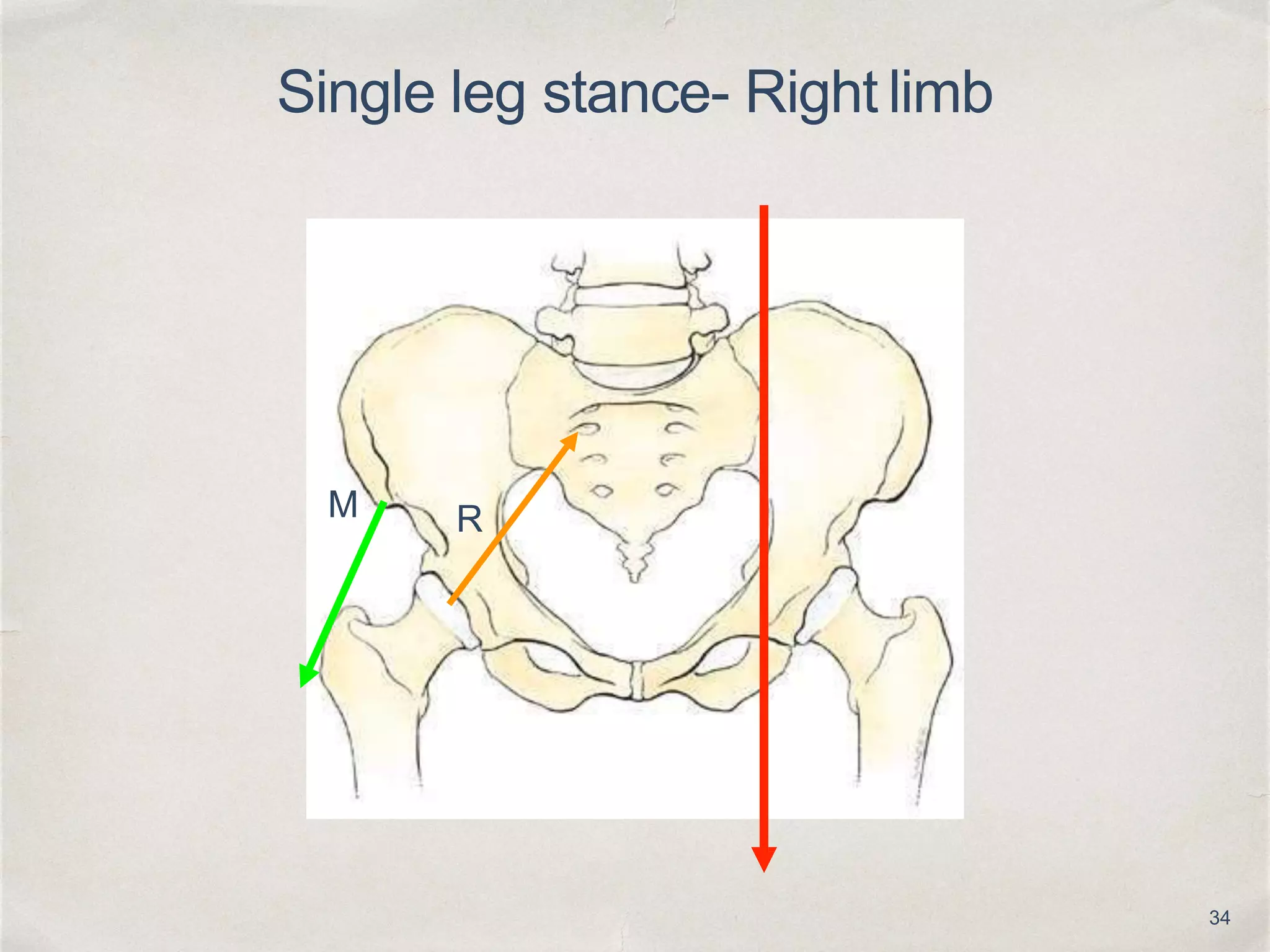 BIOMECHANICS OF HIP JOINT | PPTX | Bone and Joint Conditions | Diseases ...