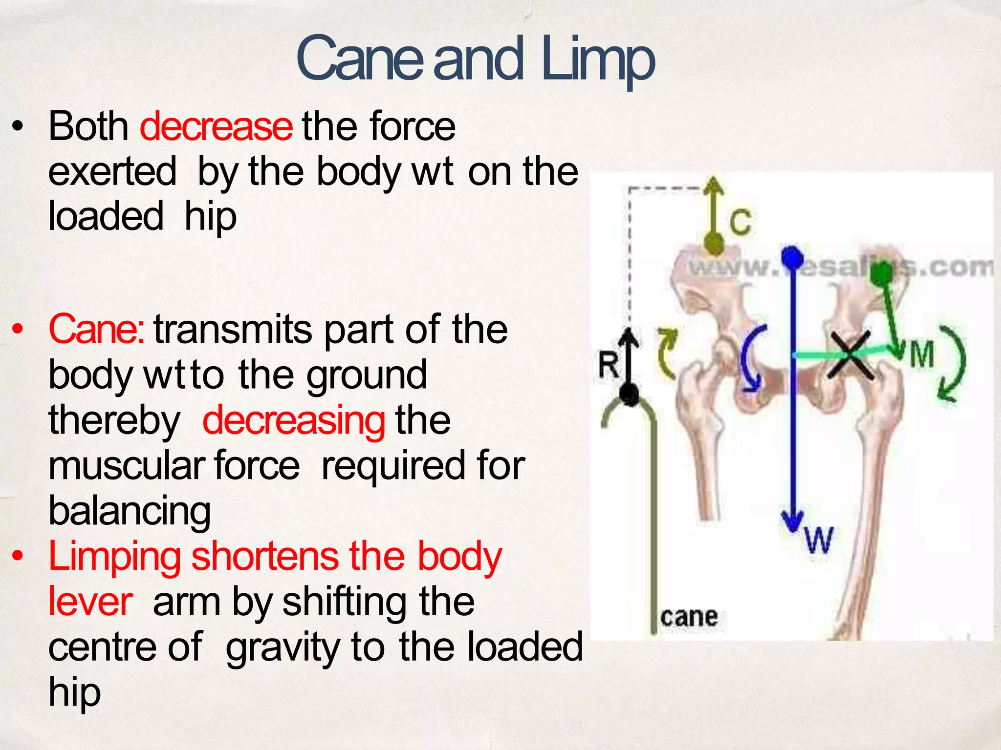 BIOMECHANICS OF HIP JOINT | PPTX