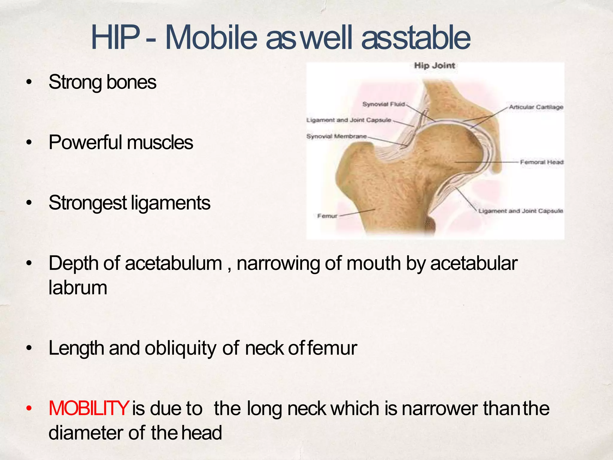 BIOMECHANICS OF HIP JOINT | PPTX