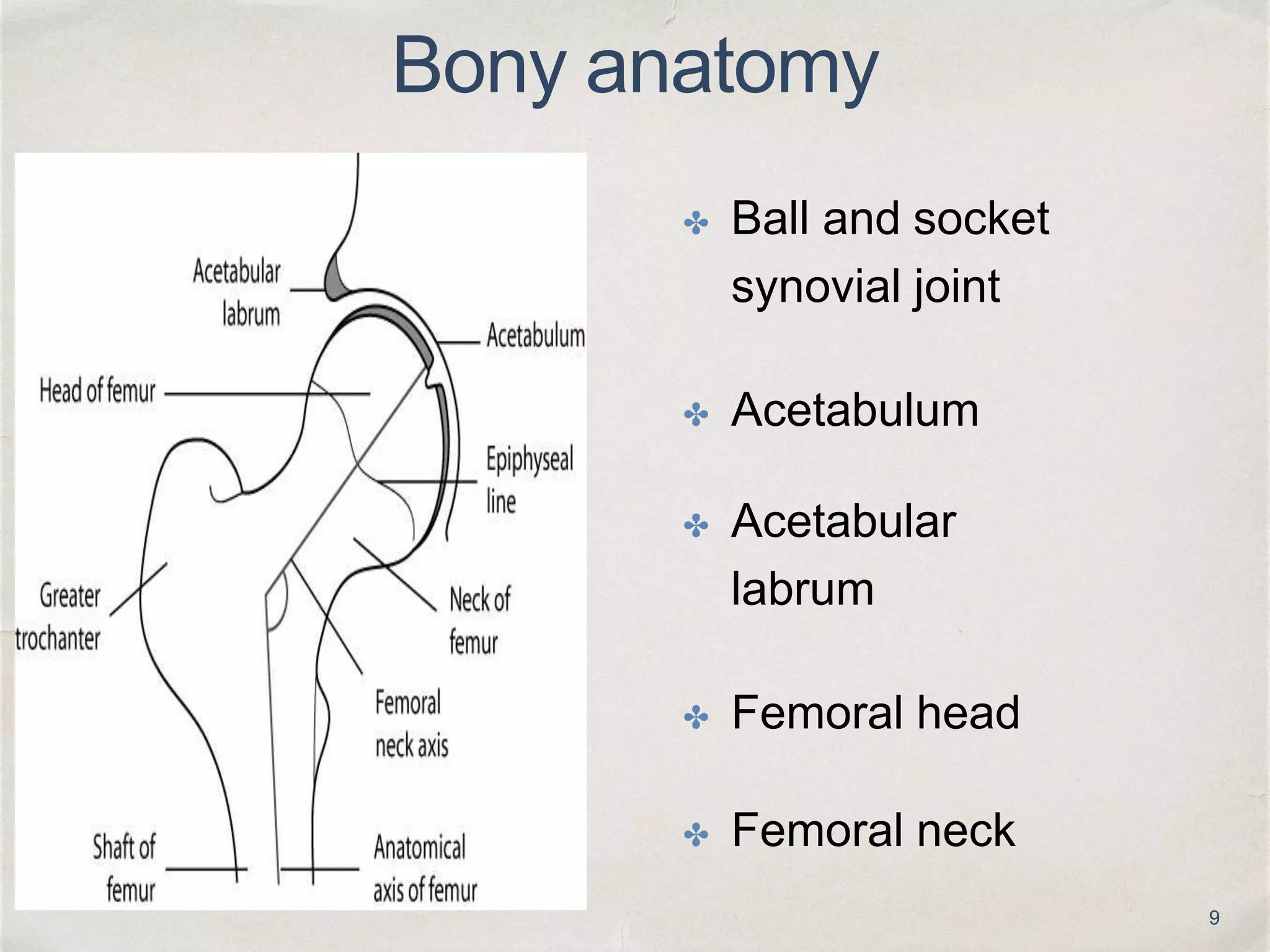 BIOMECHANICS OF HIP JOINT | PPTX