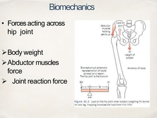 BIOMECHANICS OF HIP JOINT | PPTX