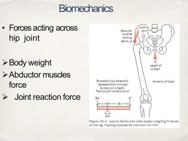 BIOMECHANICS OF HIP JOINT | PPTX | Bone and Joint Conditions | Diseases ...