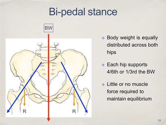 BIOMECHANICS OF HIP JOINT | PPTX | Bone and Joint Conditions | Diseases ...