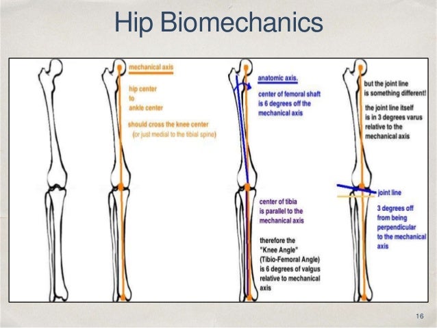 BIOMECHANICS OF HIP JOINT