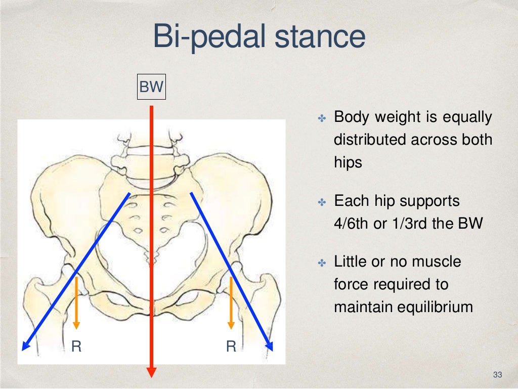 Biomechanics Of Hip Joint: A Review – SCYP