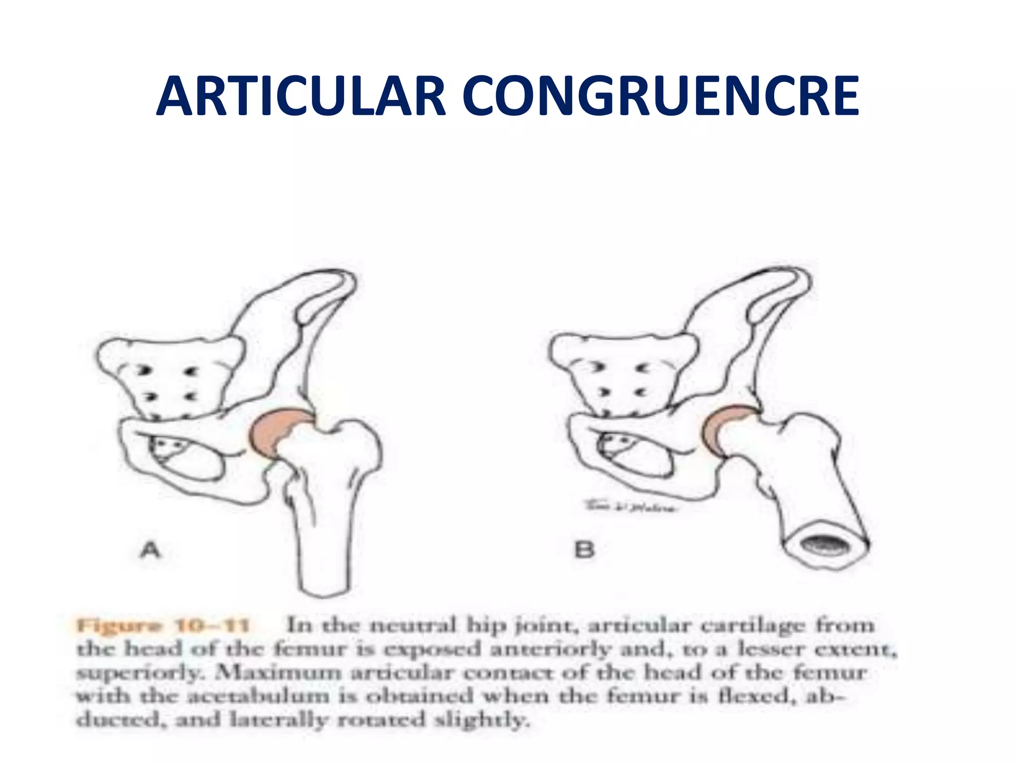 BIOMECHANICS OF HIP JOINT | PPTX
