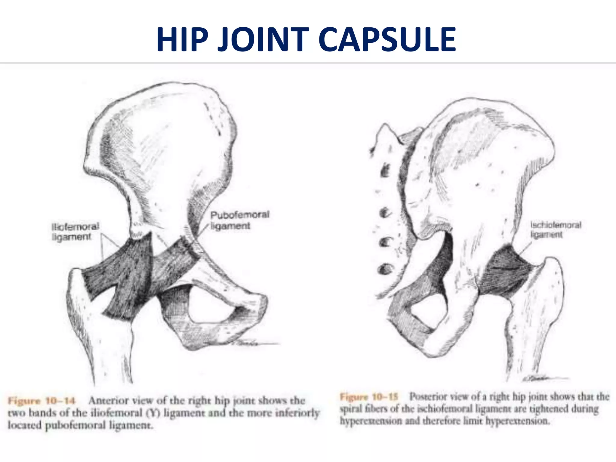 BIOMECHANICS OF HIP JOINT | PPTX