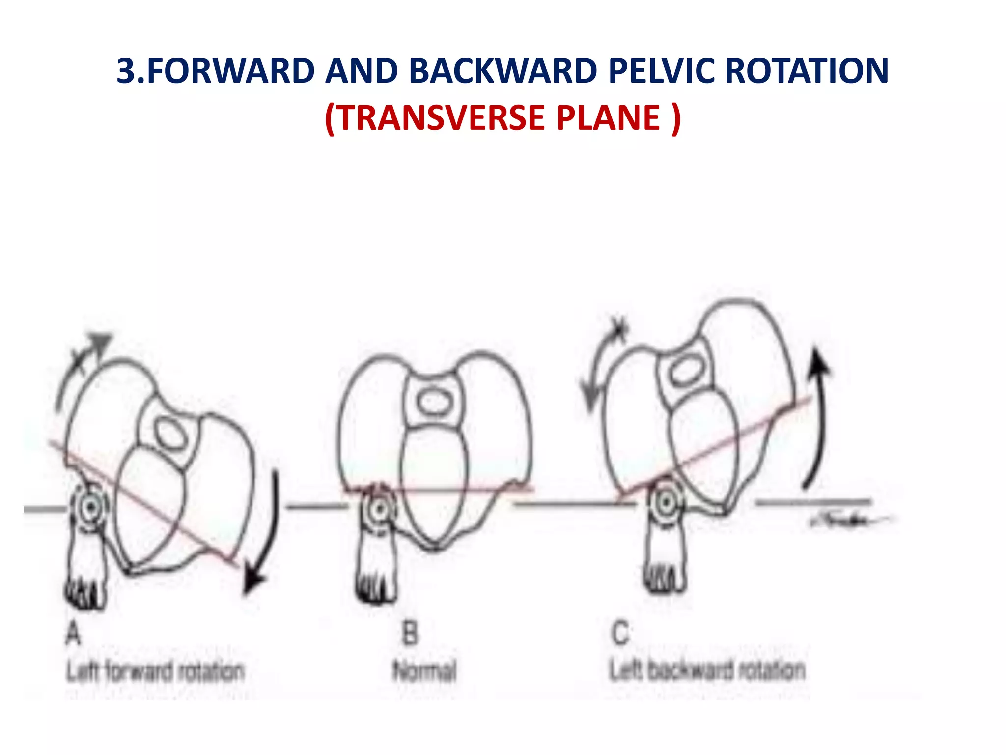 BIOMECHANICS OF HIP JOINT | PPTX