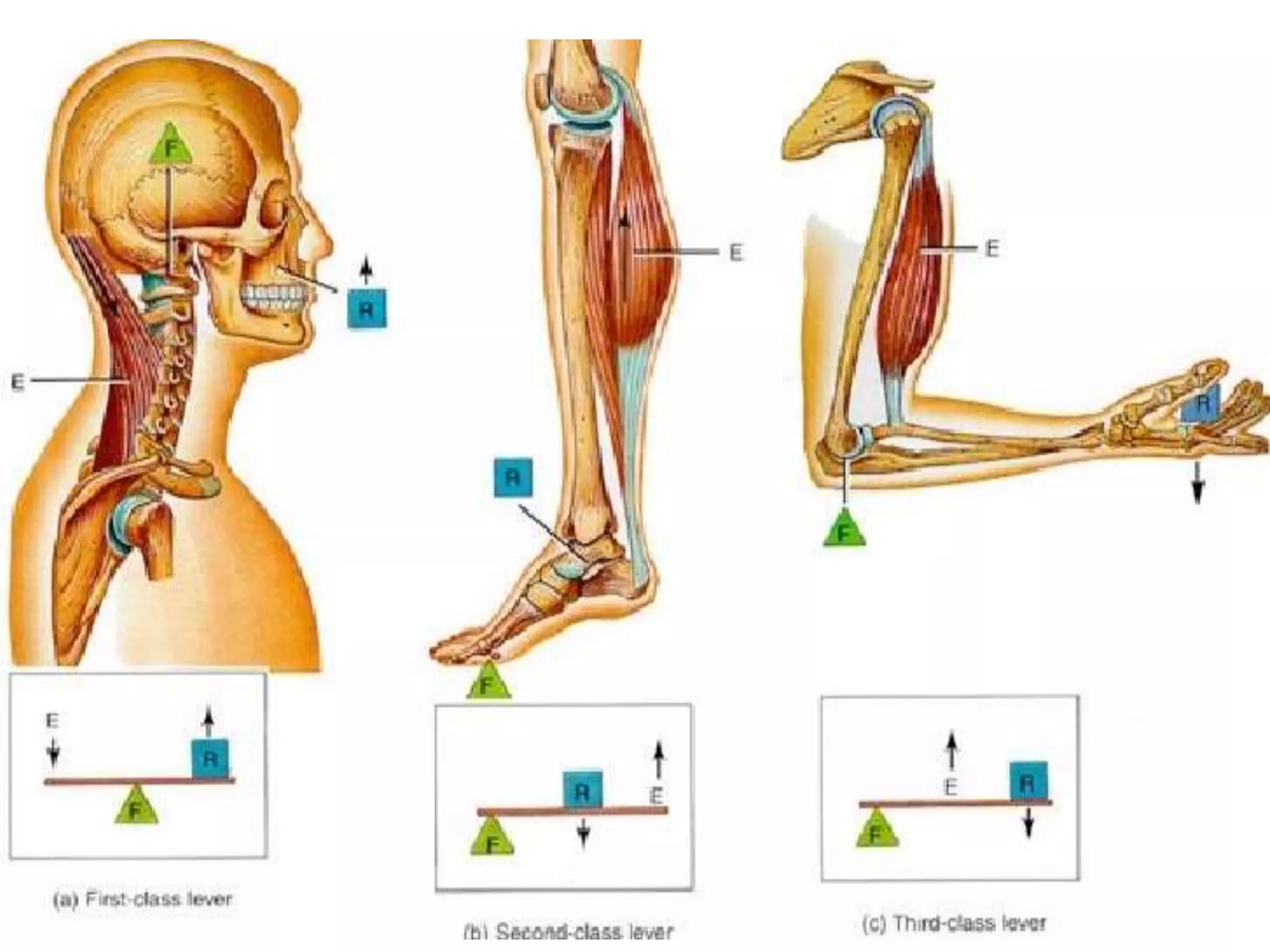 BIOMECHANICS OF HIP JOINT | PPTX