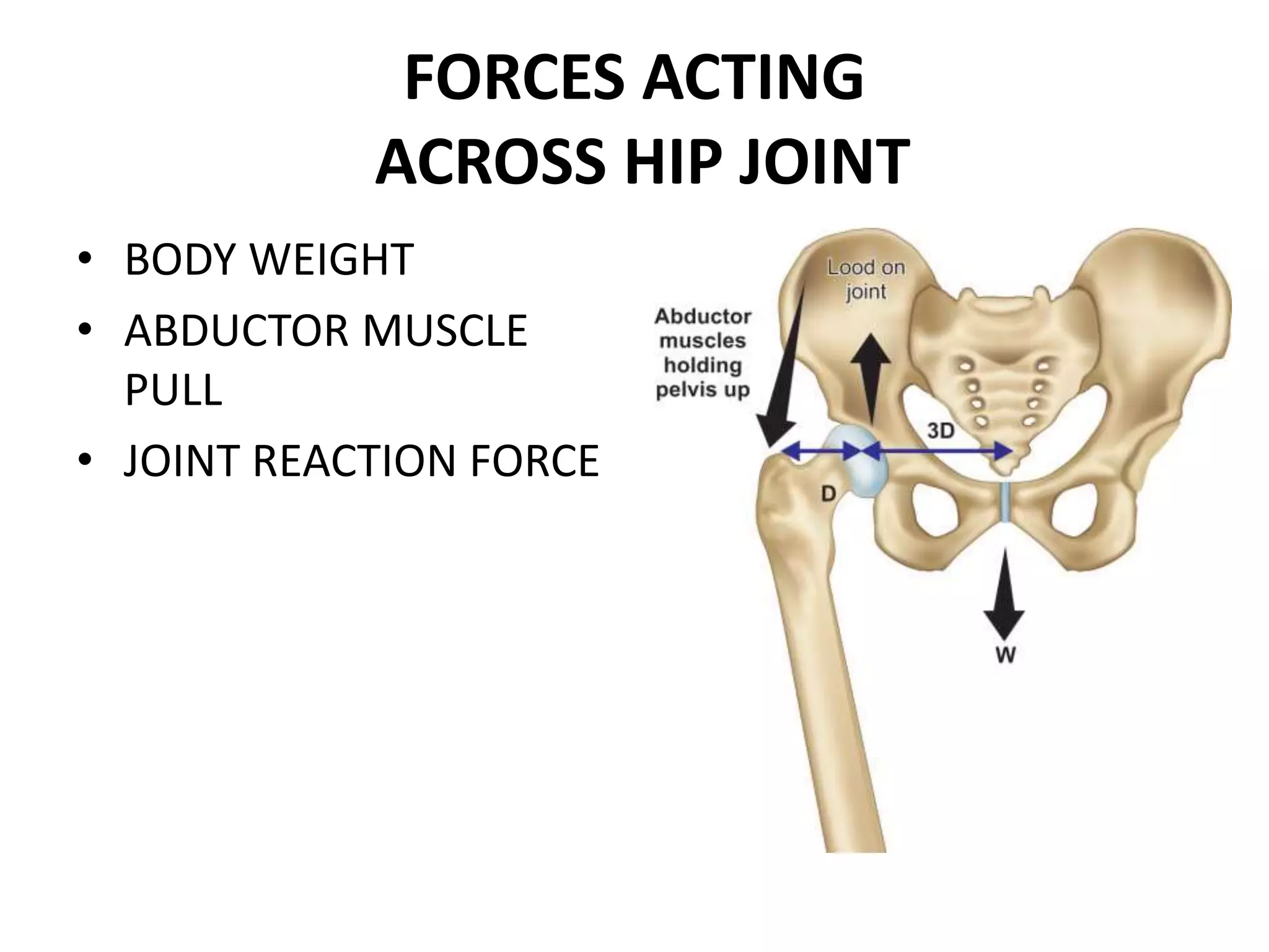 BIOMECHANICS OF HIP JOINT | PPTX