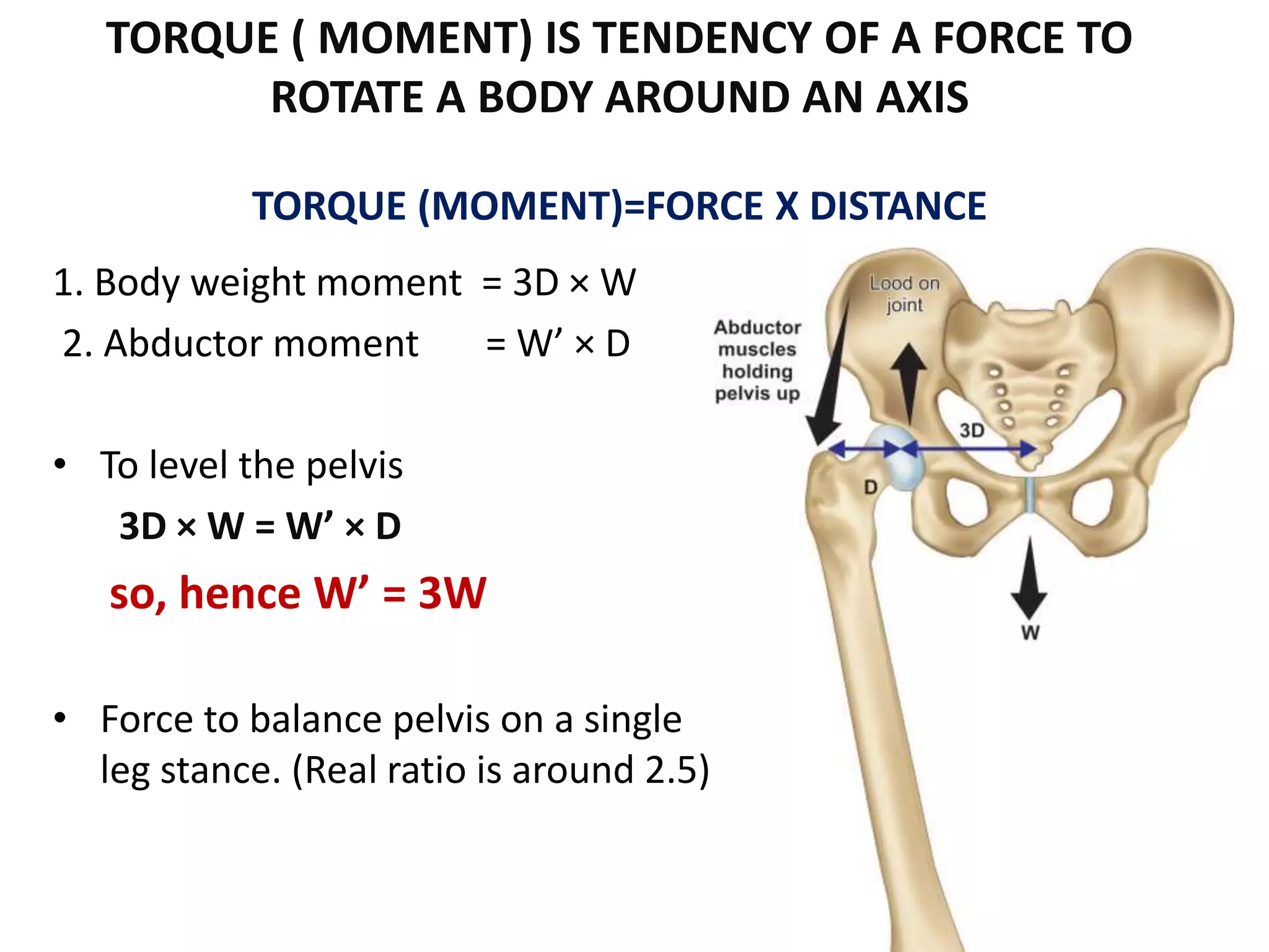 BIOMECHANICS OF HIP JOINT | PPTX