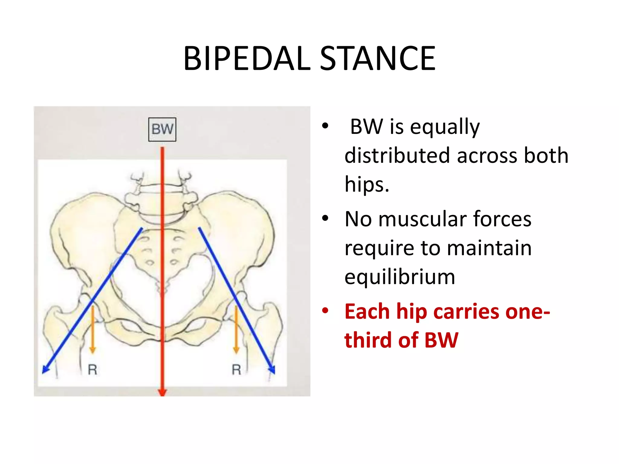 BIOMECHANICS OF HIP JOINT | PPTX