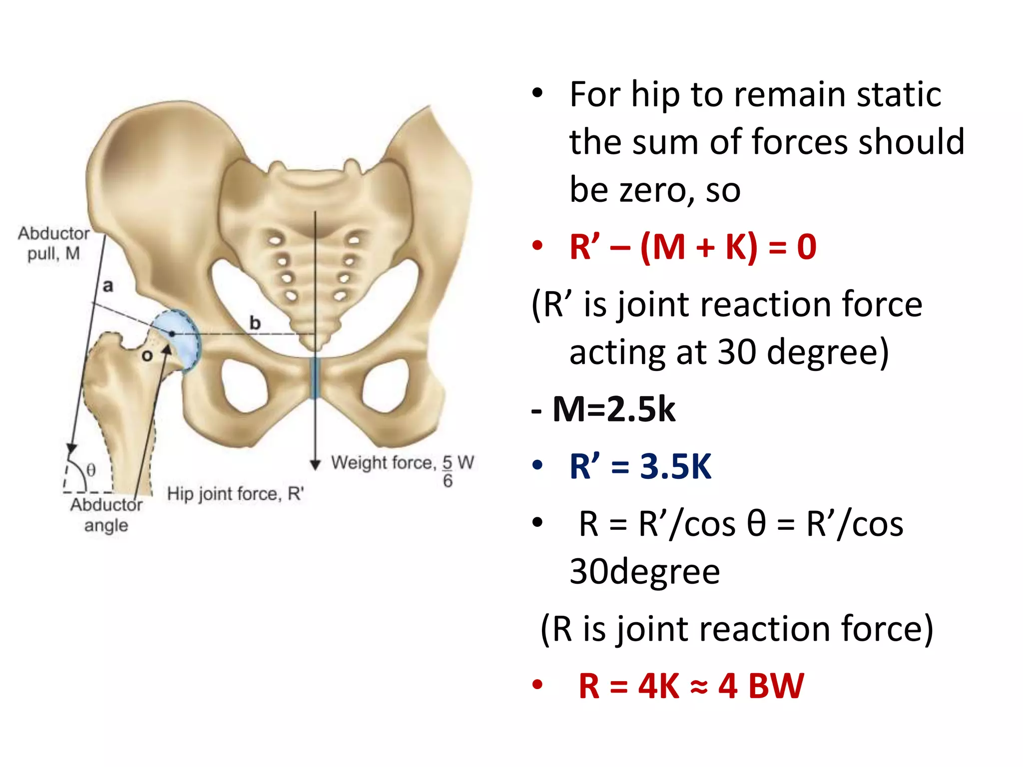 BIOMECHANICS OF HIP JOINT | PPTX
