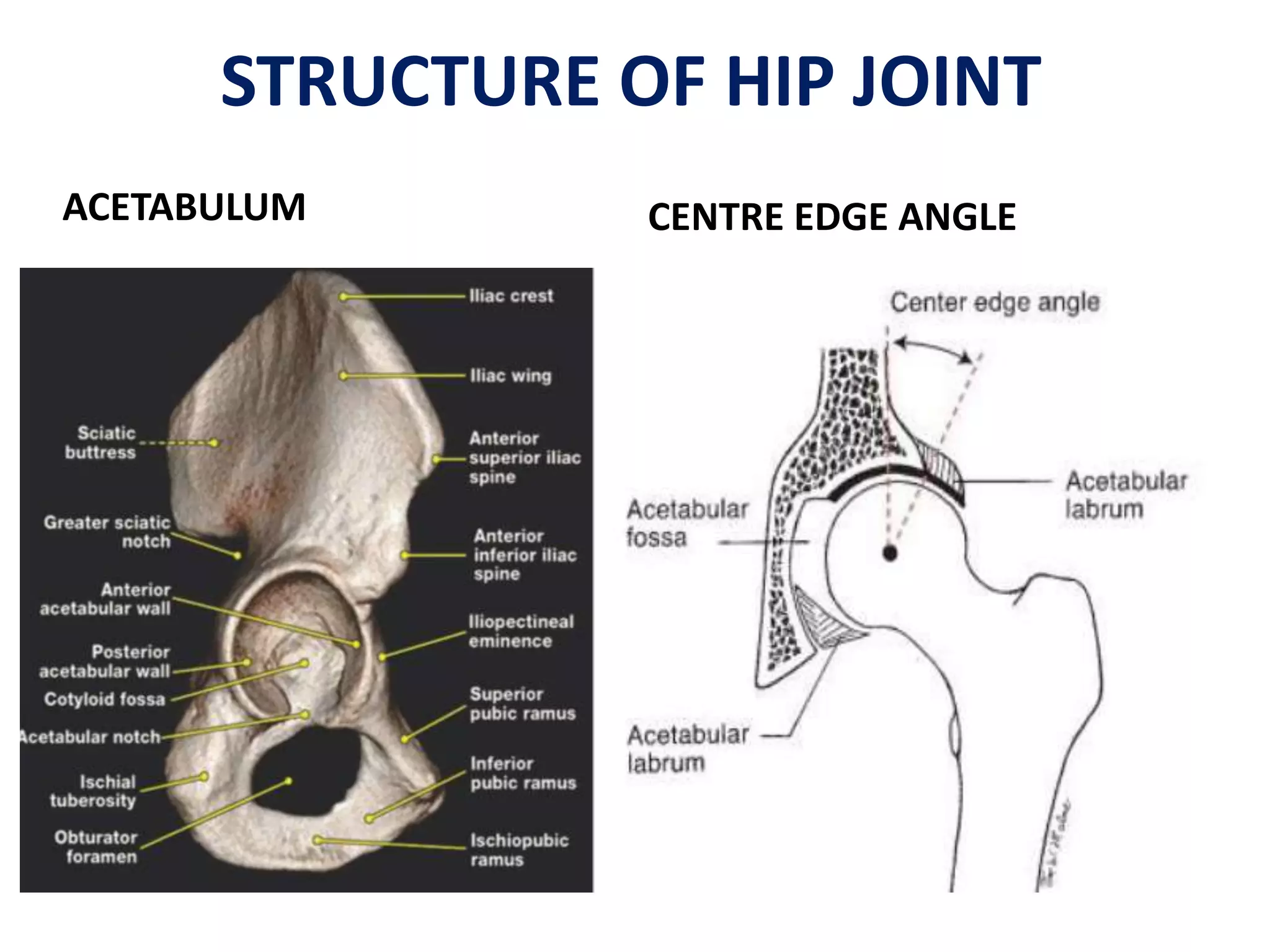 BIOMECHANICS OF HIP JOINT | PPTX