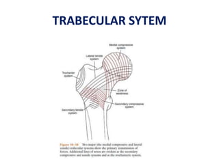 BIOMECHANICS OF HIP JOINT | PPTX