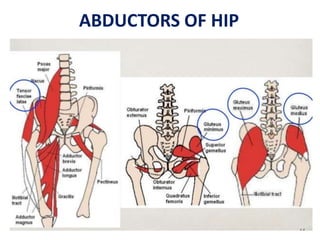 BIOMECHANICS OF HIP JOINT | PPTX