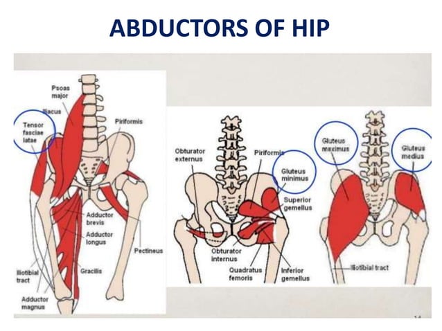 BIOMECHANICS OF HIP JOINT | PPTX | Bone and Joint Conditions | Diseases ...