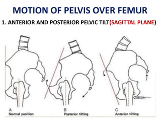 BIOMECHANICS OF HIP JOINT | PPTX