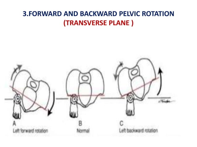 BIOMECHANICS OF HIP JOINT | PPTX | Bone and Joint Conditions | Diseases ...
