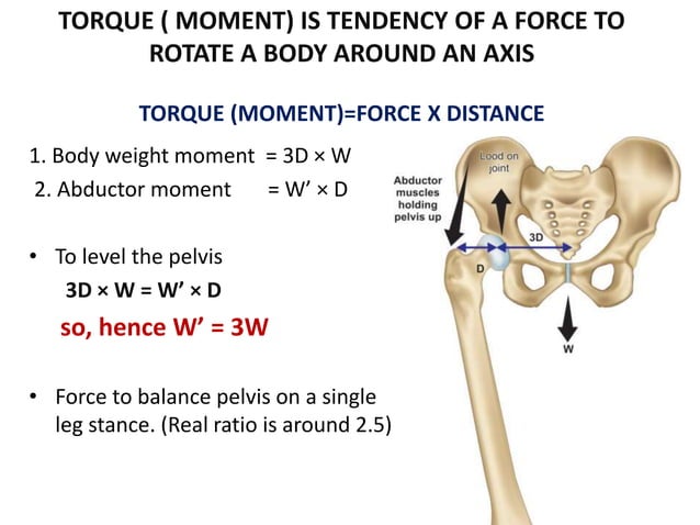 BIOMECHANICS OF HIP JOINT | PPTX | Bone and Joint Conditions | Diseases ...